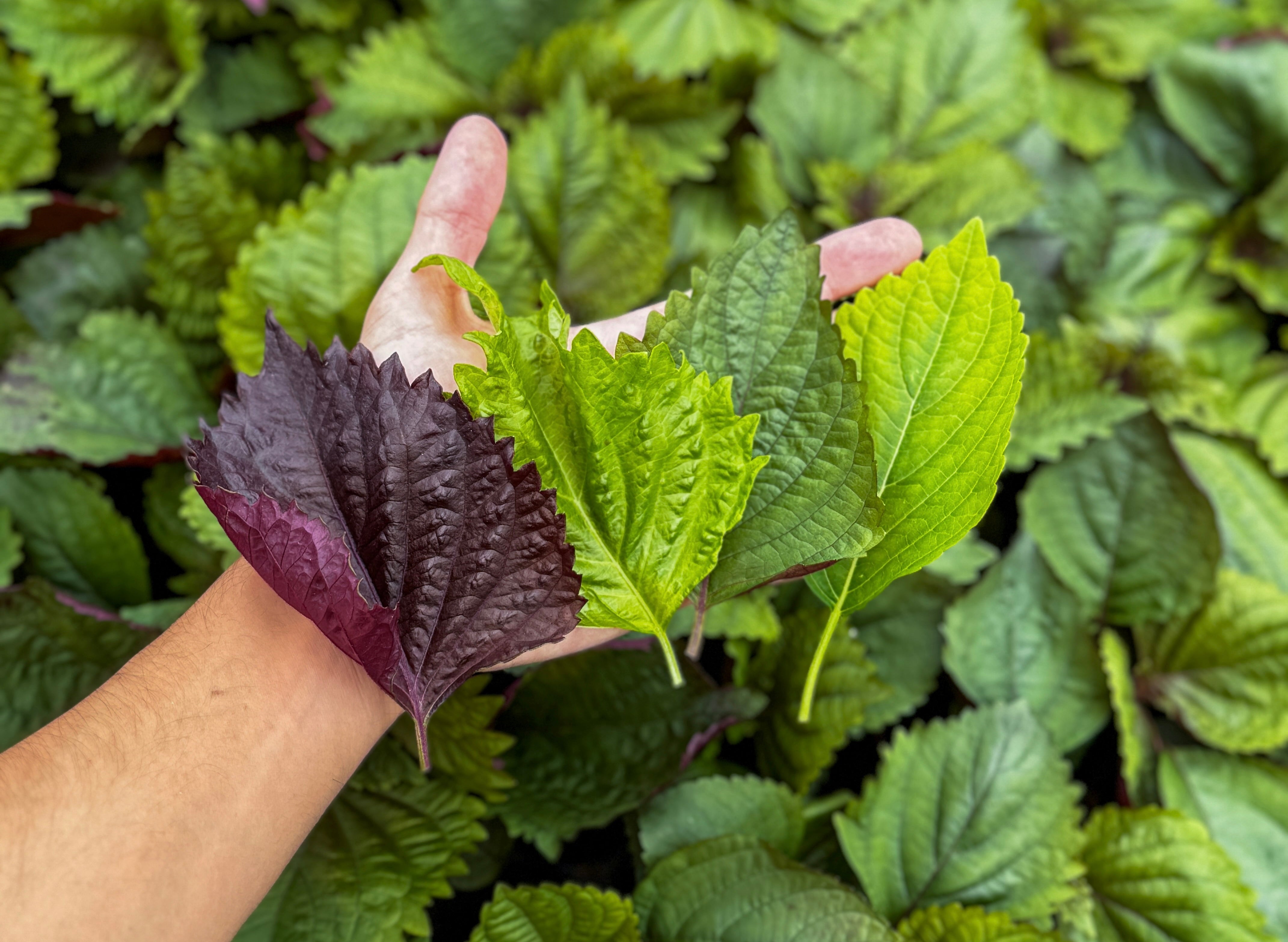 Quais as folhas de Shiso certas para mim? – Microgreens
