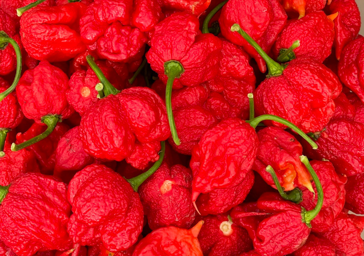 CAROLINA REAPER: the chilli pepper that pushes limits 🔥 – Microgreens