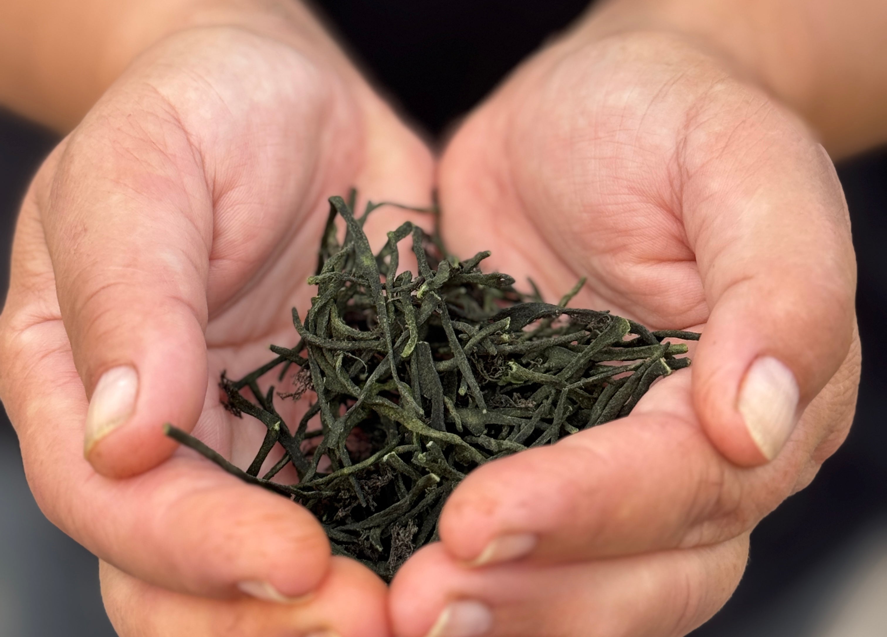 Dehydrated Irish Moss: the taste of the ocean, now available all year ...