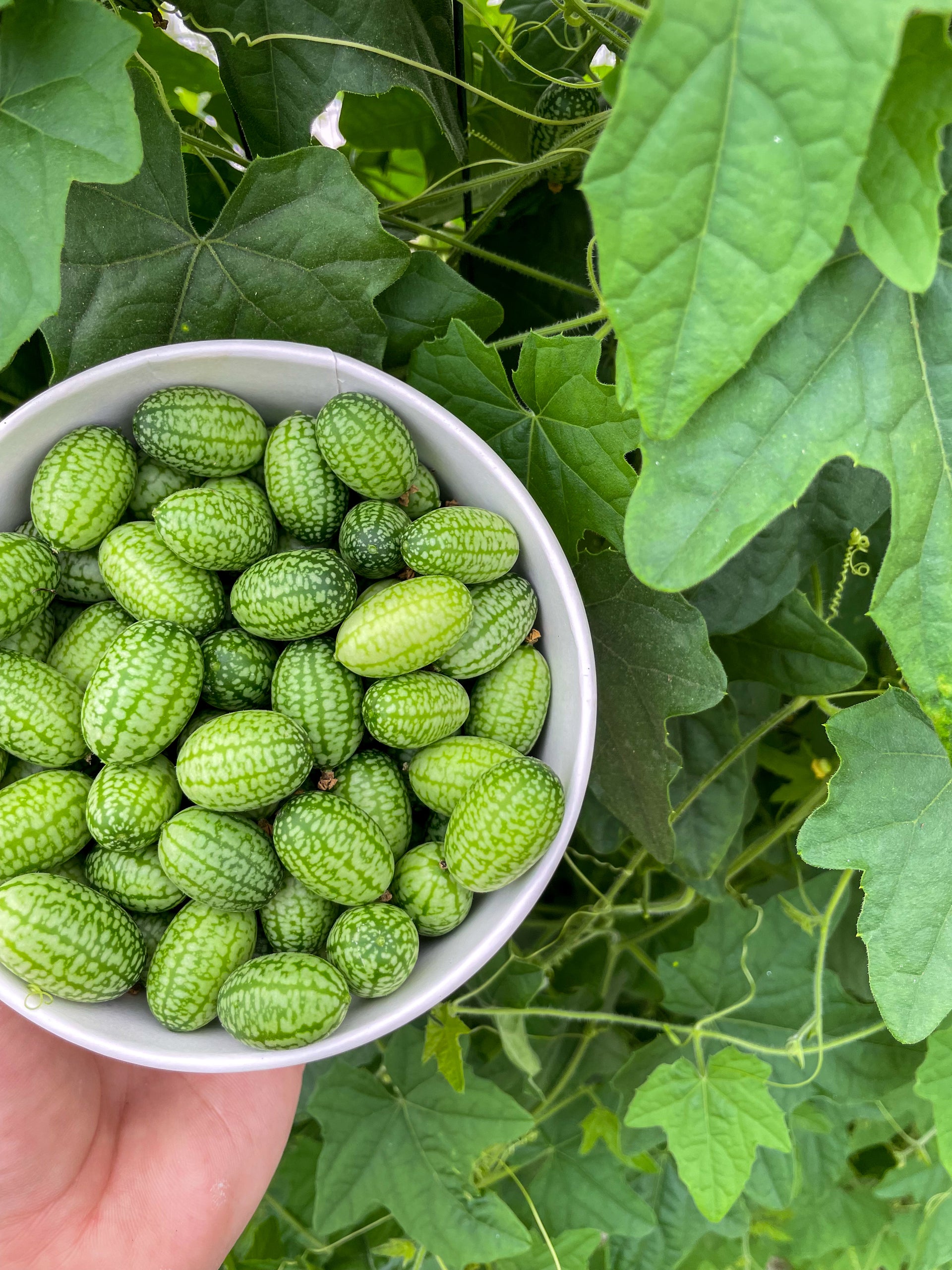 Cucamelons – petits mais puissants ! – Microgreens