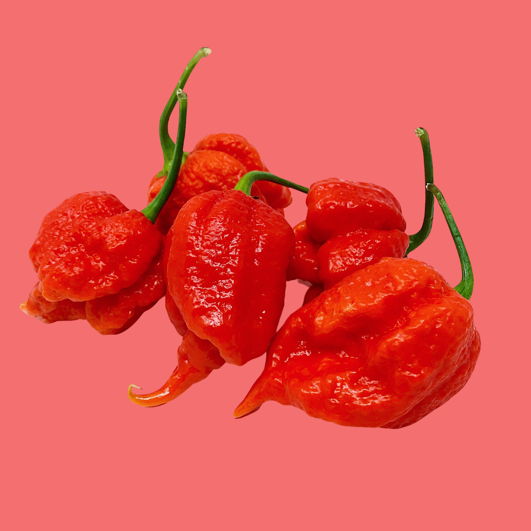 CAROLINA REAPER: the chilli pepper that pushes limits 🔥 – Microgreens