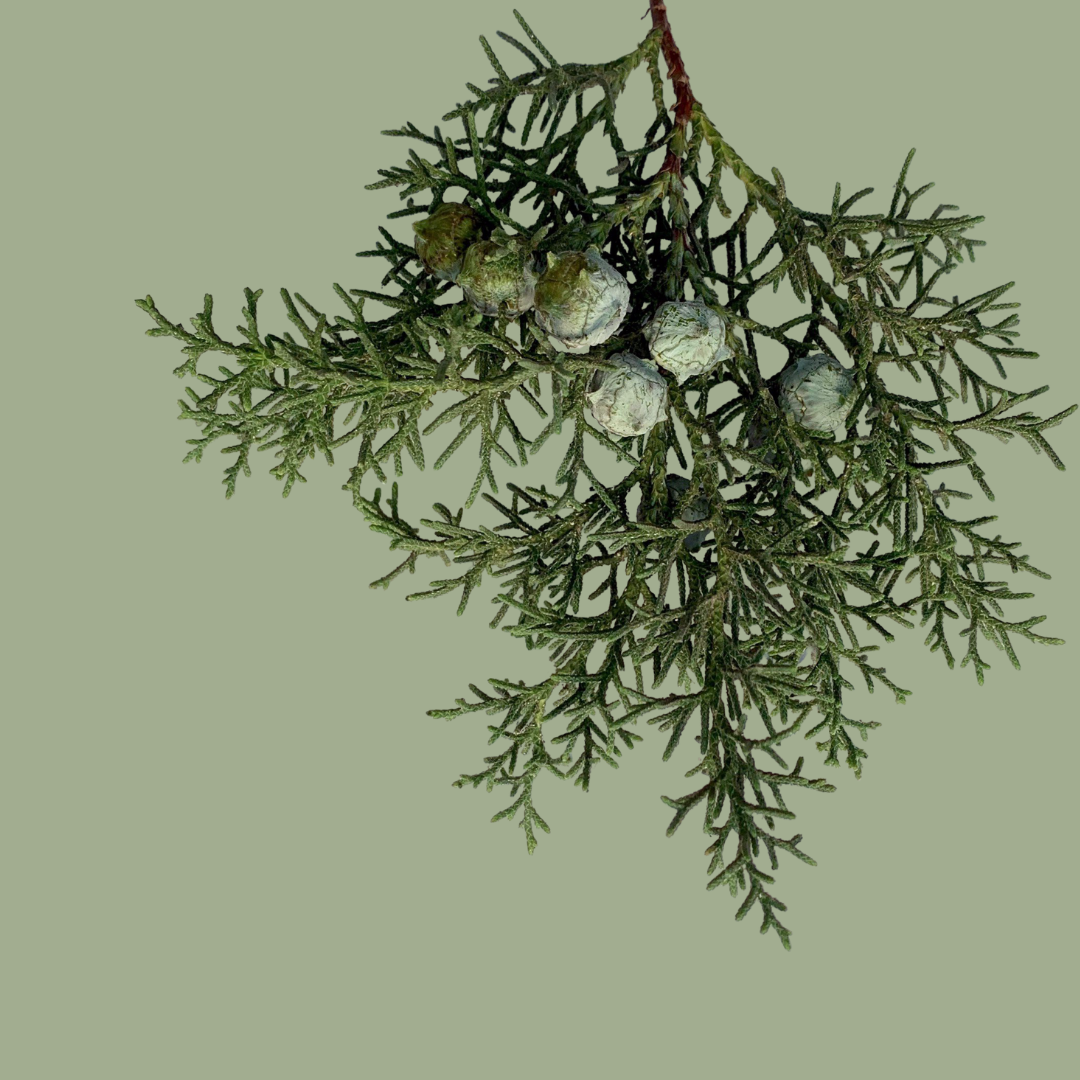 CAROLINA REAPER: the chilli pepper that pushes limits 🔥 – Microgreens