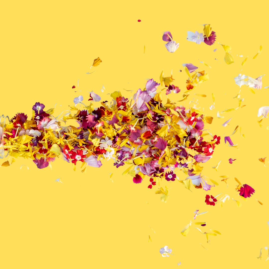 Canhões de Confetti de Flores Comestíveis 🎉 – Microgreens