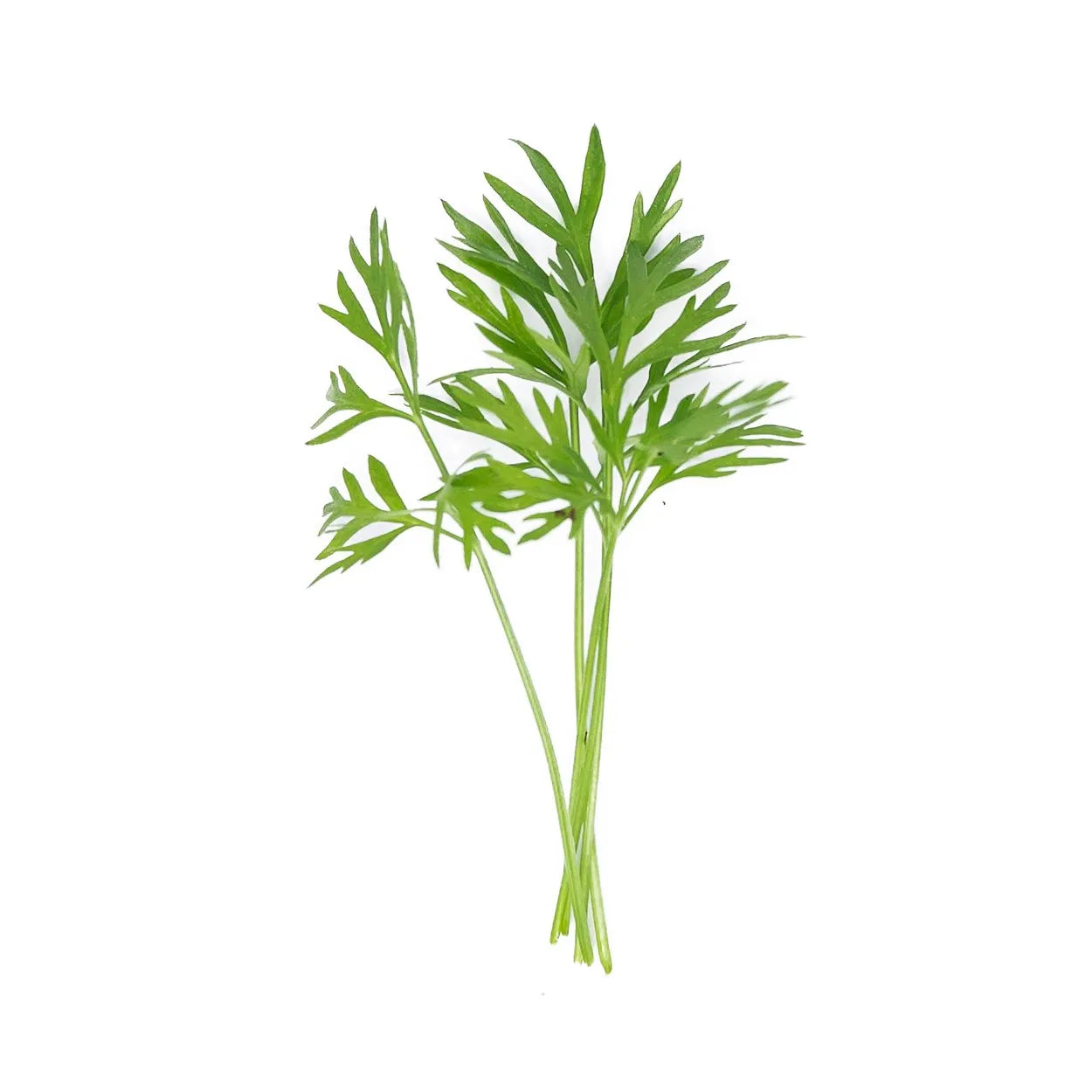 Mini Folhas de Cenoura | Entrega em 24 Horas | Microgreens