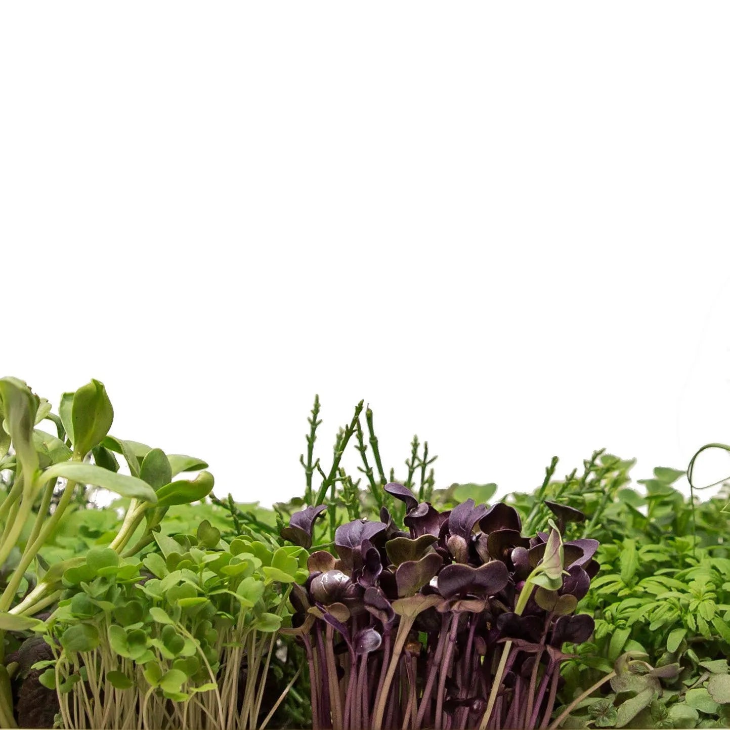 Micro Mix Aromático | Entrega em 24 Horas | Microgreens