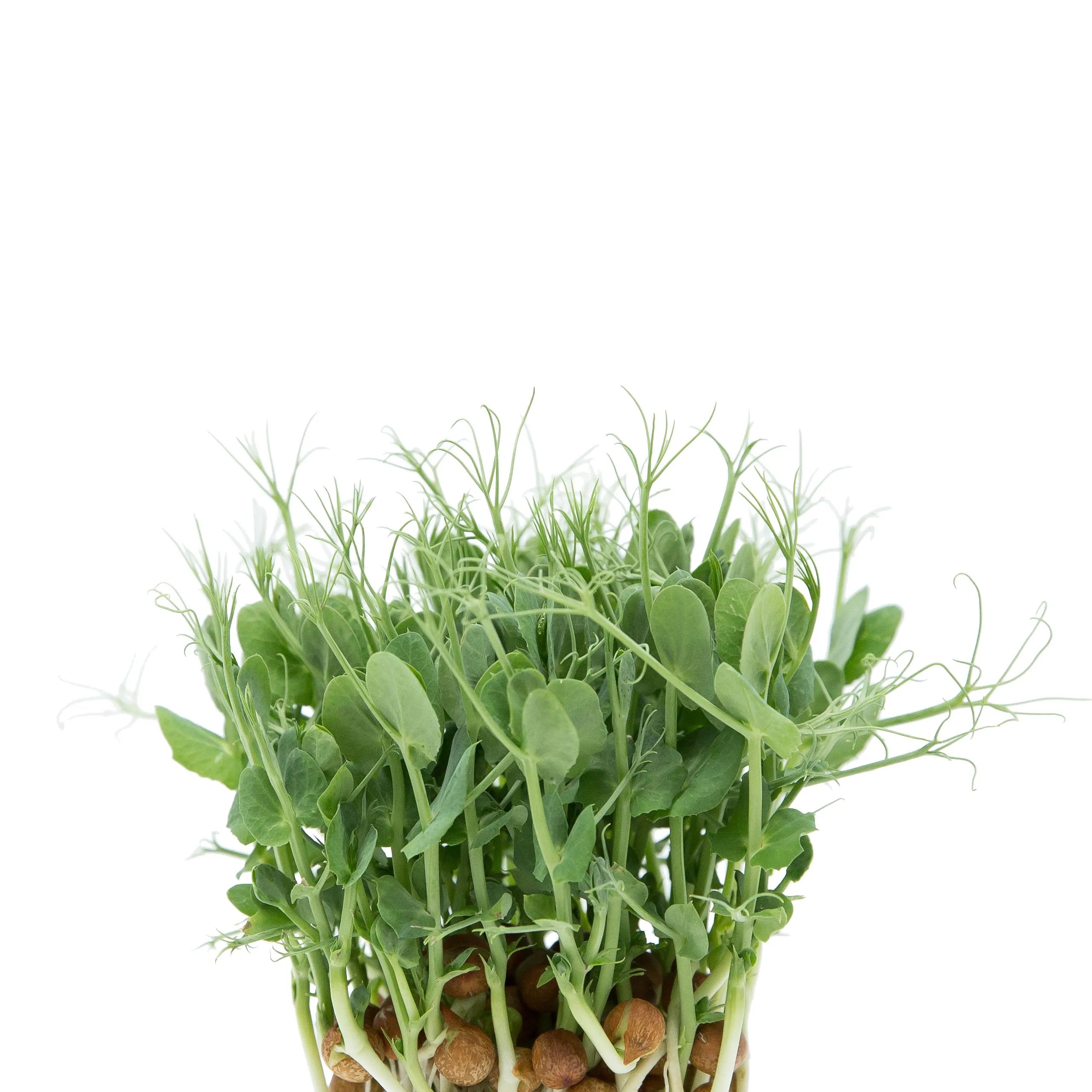 Micro Ervilha | Entrega em 24 Horas | Microgreens