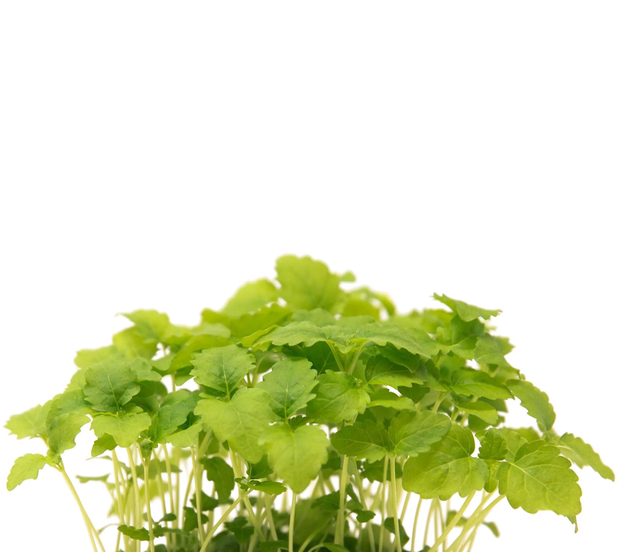 Micro Lemon Balm | Entrega em 24 Horas | Microgreens