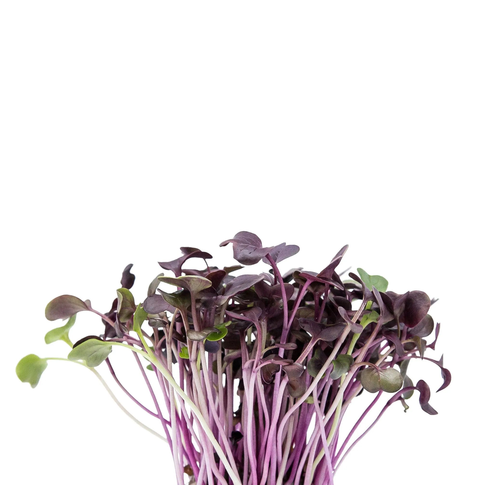 Micro Rabanete Roxo | Entrega em 24 Horas | Microgreens