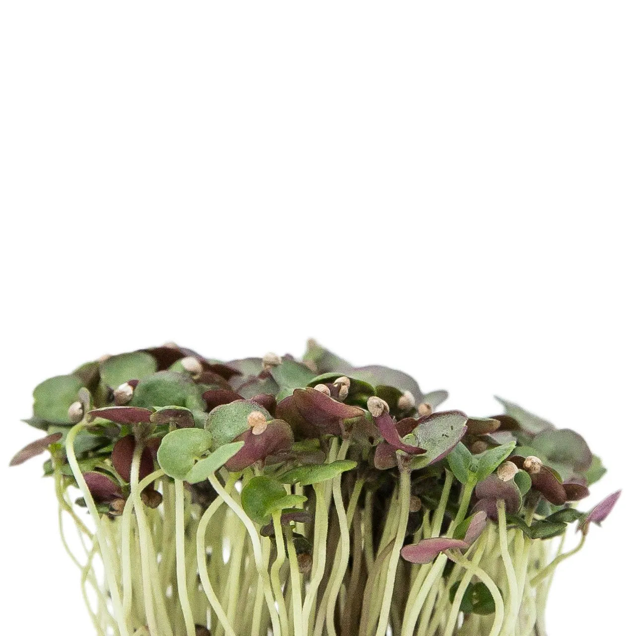 Micro Shiso | Entrega em 24 Horas | Microgreens