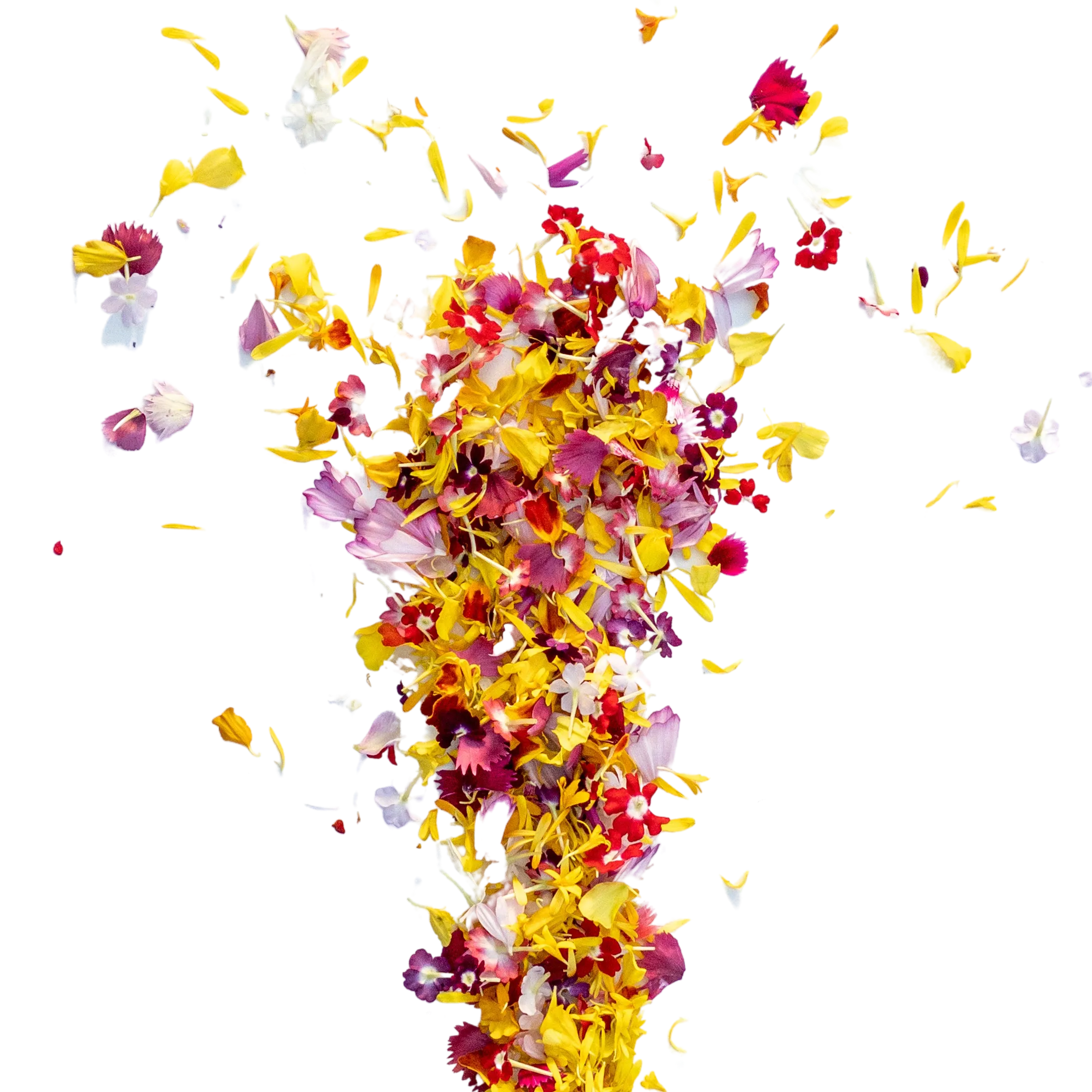 Confetti Mix | Entrega em 24 Horas | Microgreens