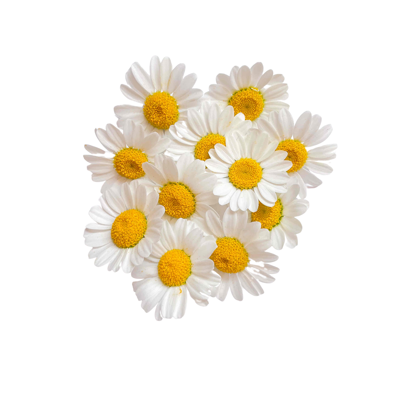 Malmequeres | Entrega em 24 Horas | Microgreens