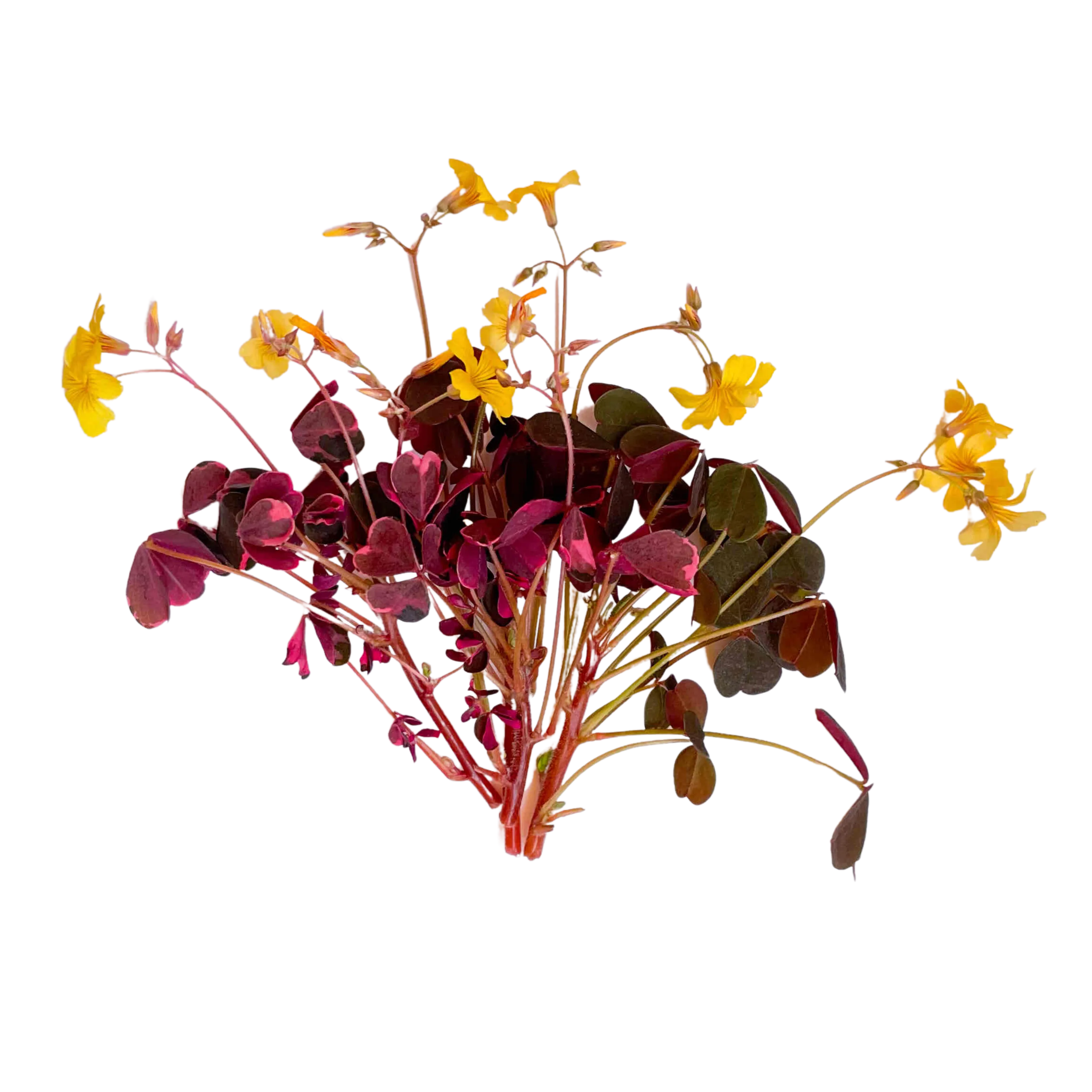Mini Oxalis | Entrega em 24 Horas | Microgreens
