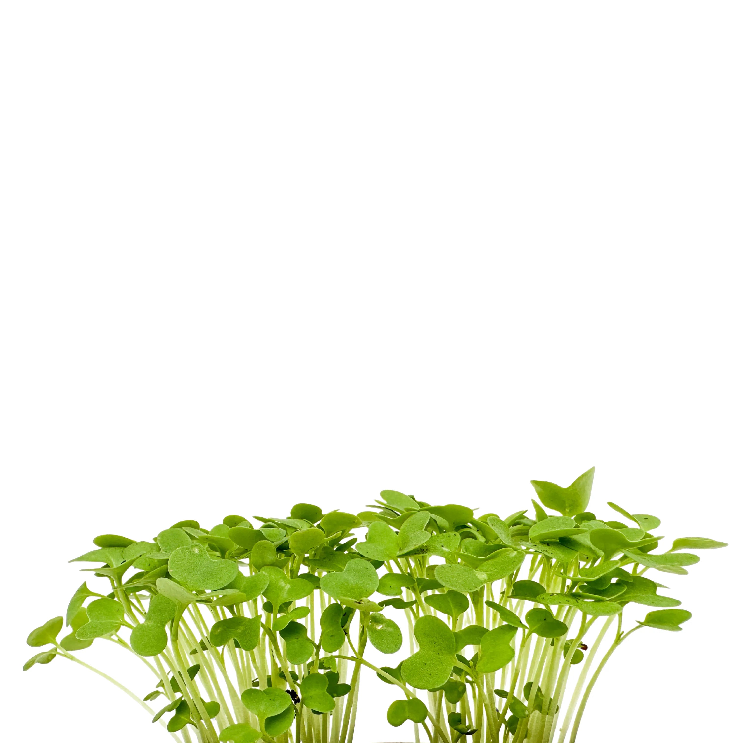 Micro Mostarda Wasabi | Entrega em 24 Horas | Microgreens
