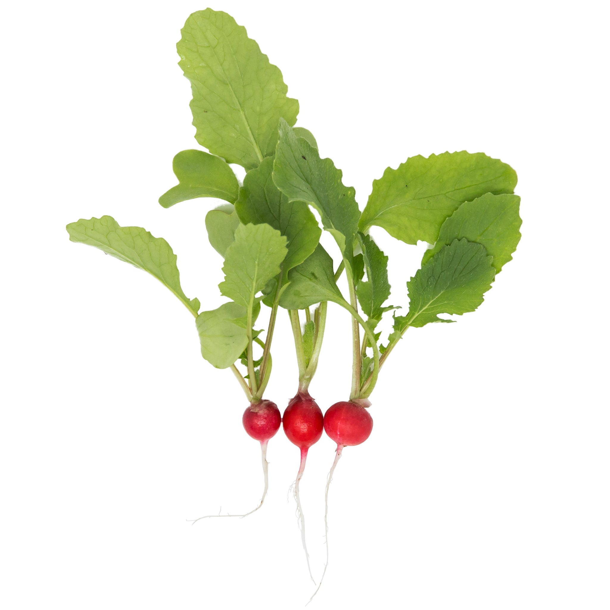 Mini Legumes | Entrega em 24 Horas | Microgreens