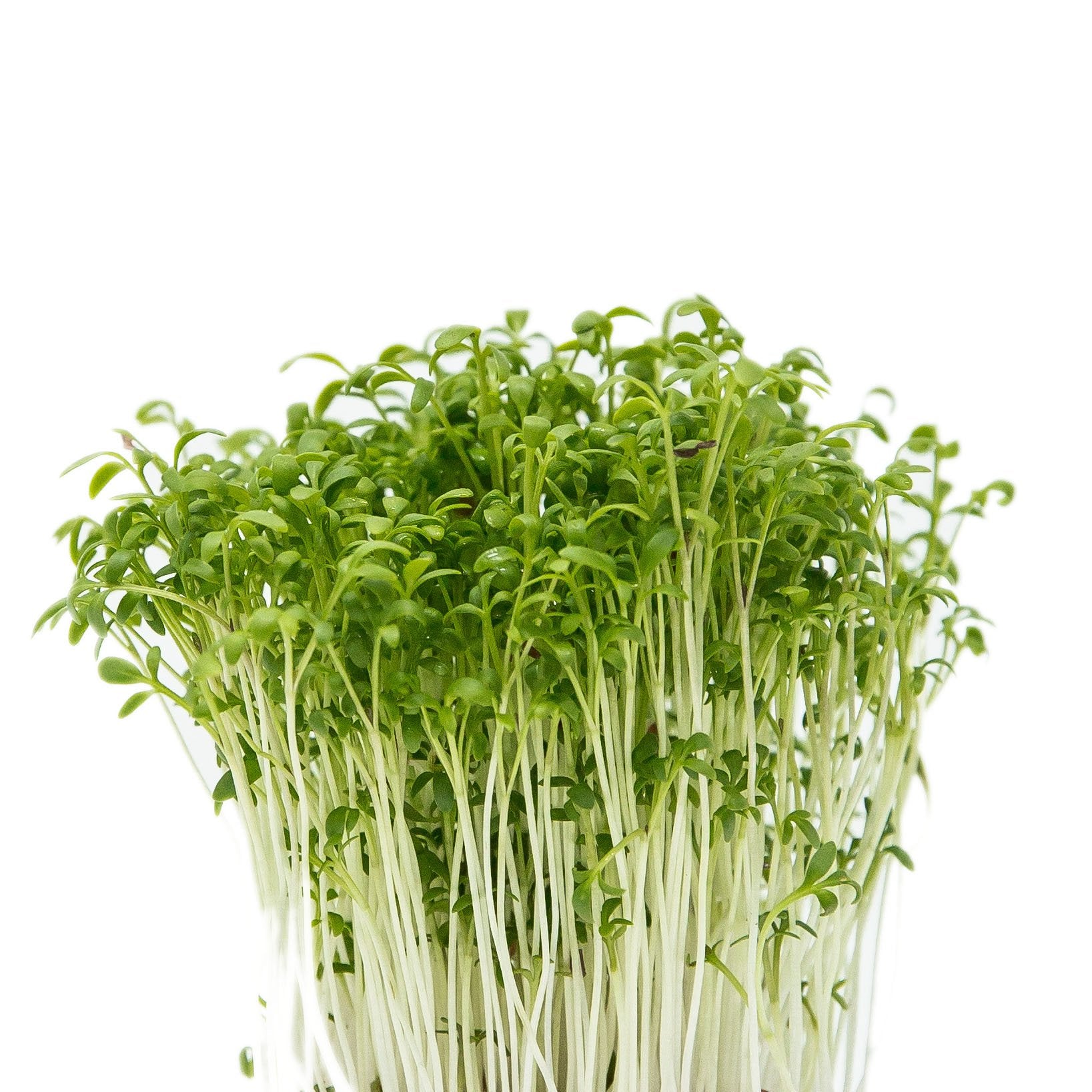Micro Watercress | Delivered in 24 Hours | Microgreens