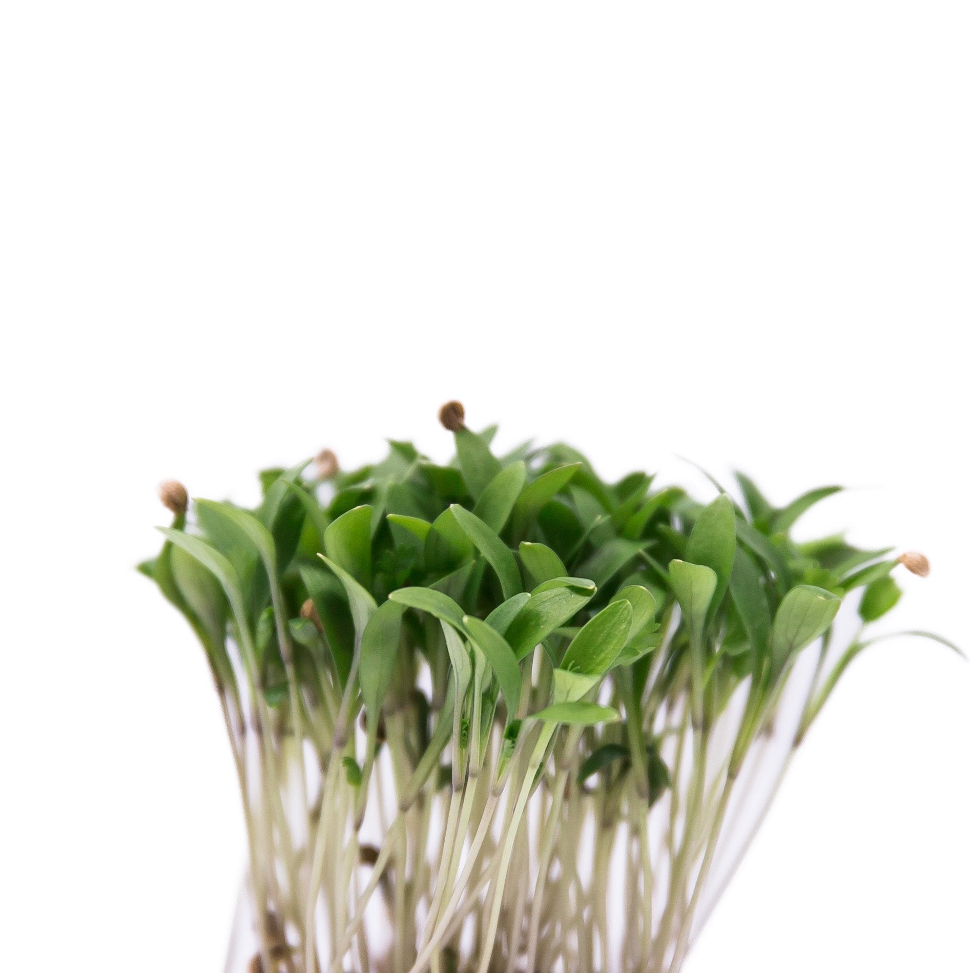 Micro Coriander | Delivered in 24 Hours | Microgreens