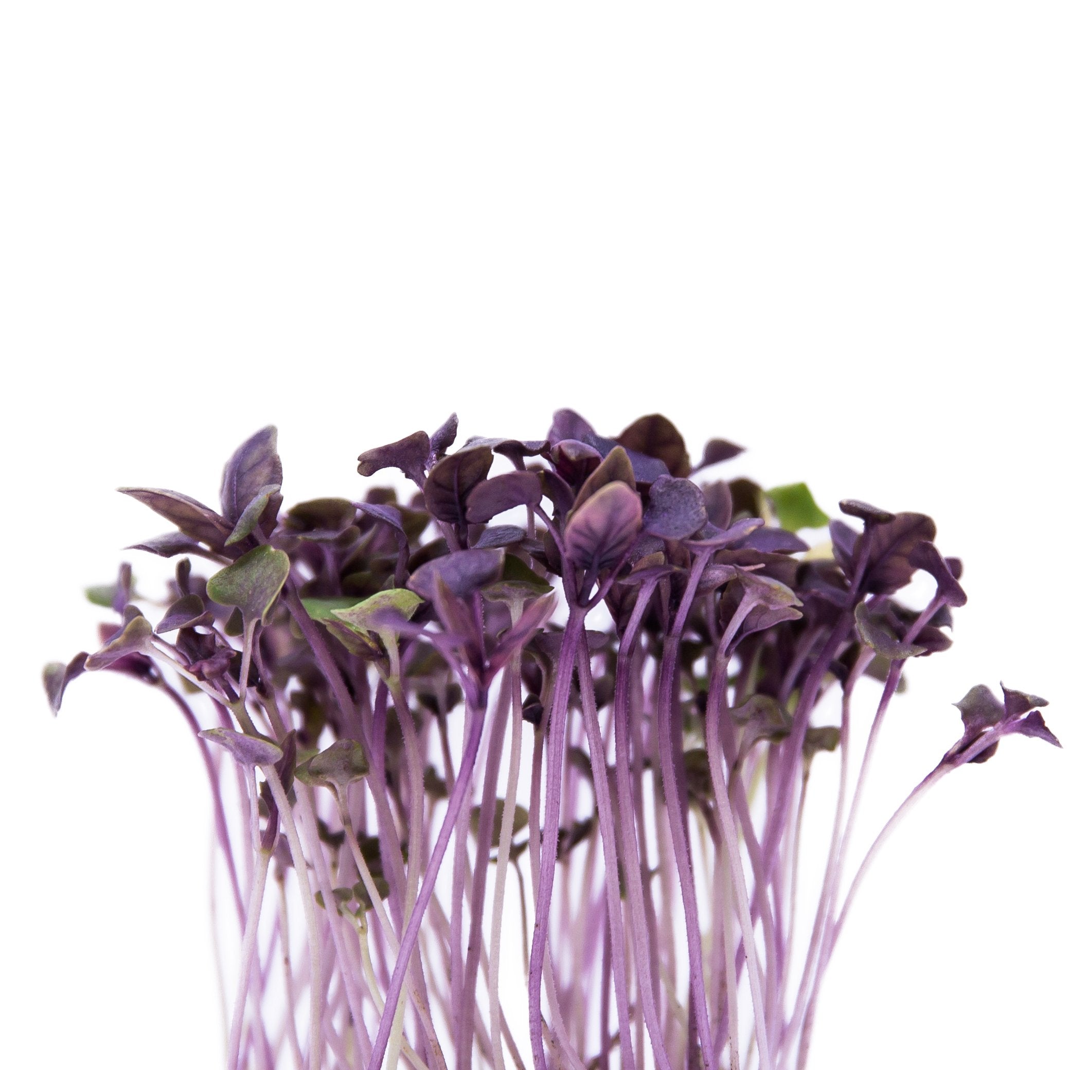 Micro Purple Basil | Delivered in 24 Hours | Microgreens