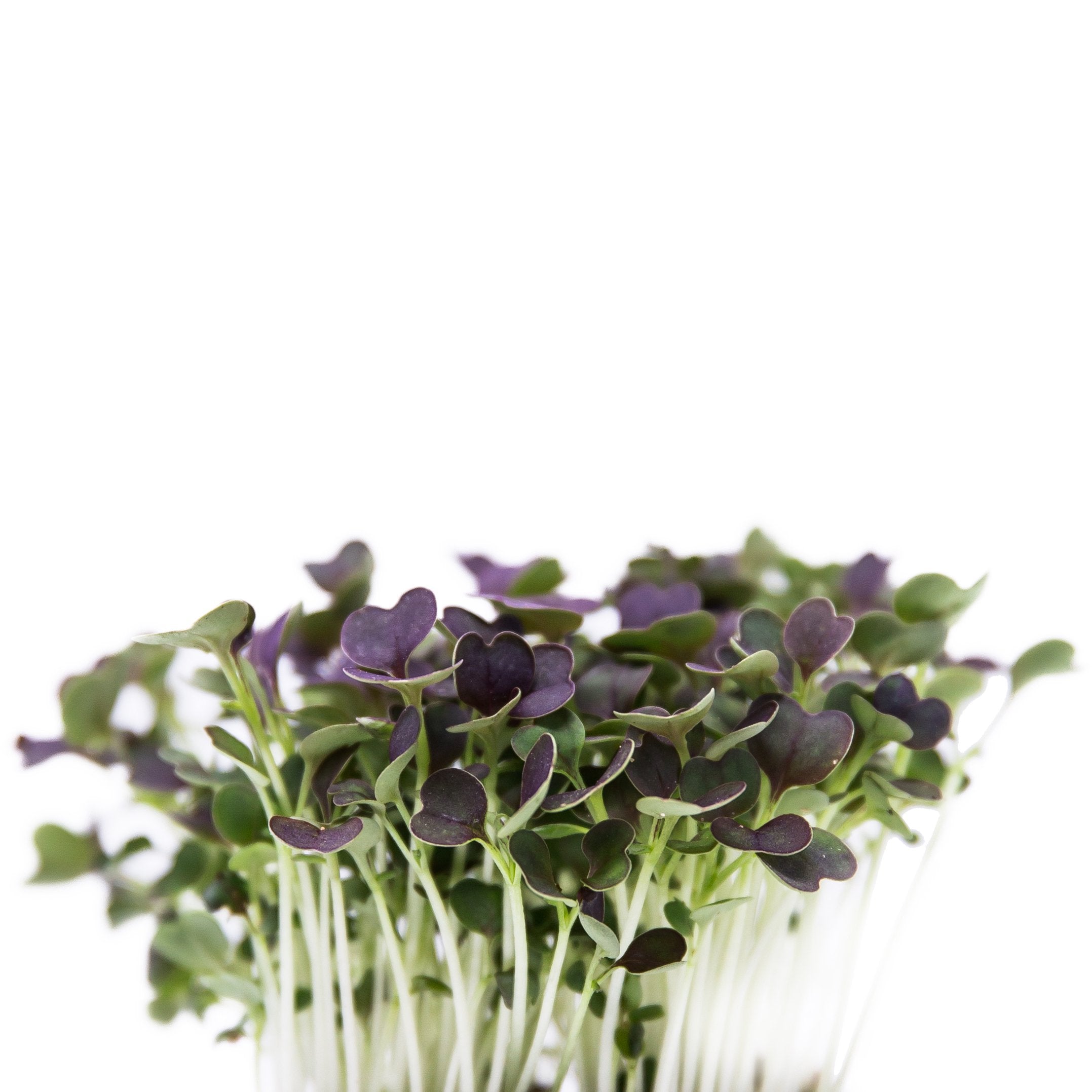 Micro Pak Choi | Entrega em 24 Horas | Microgreens