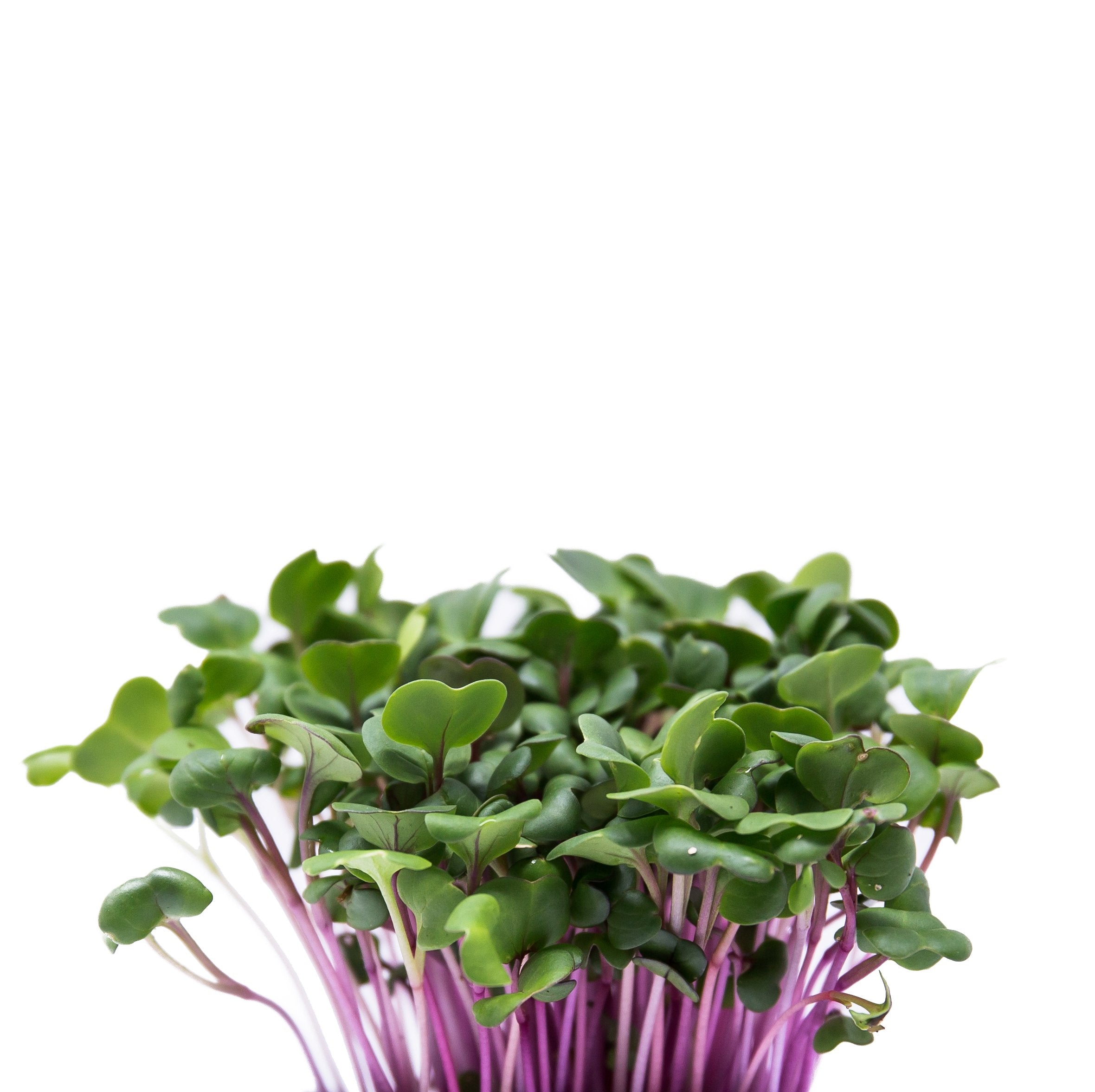 Micro Radish | Delivered in 24 Hours | Microgreens