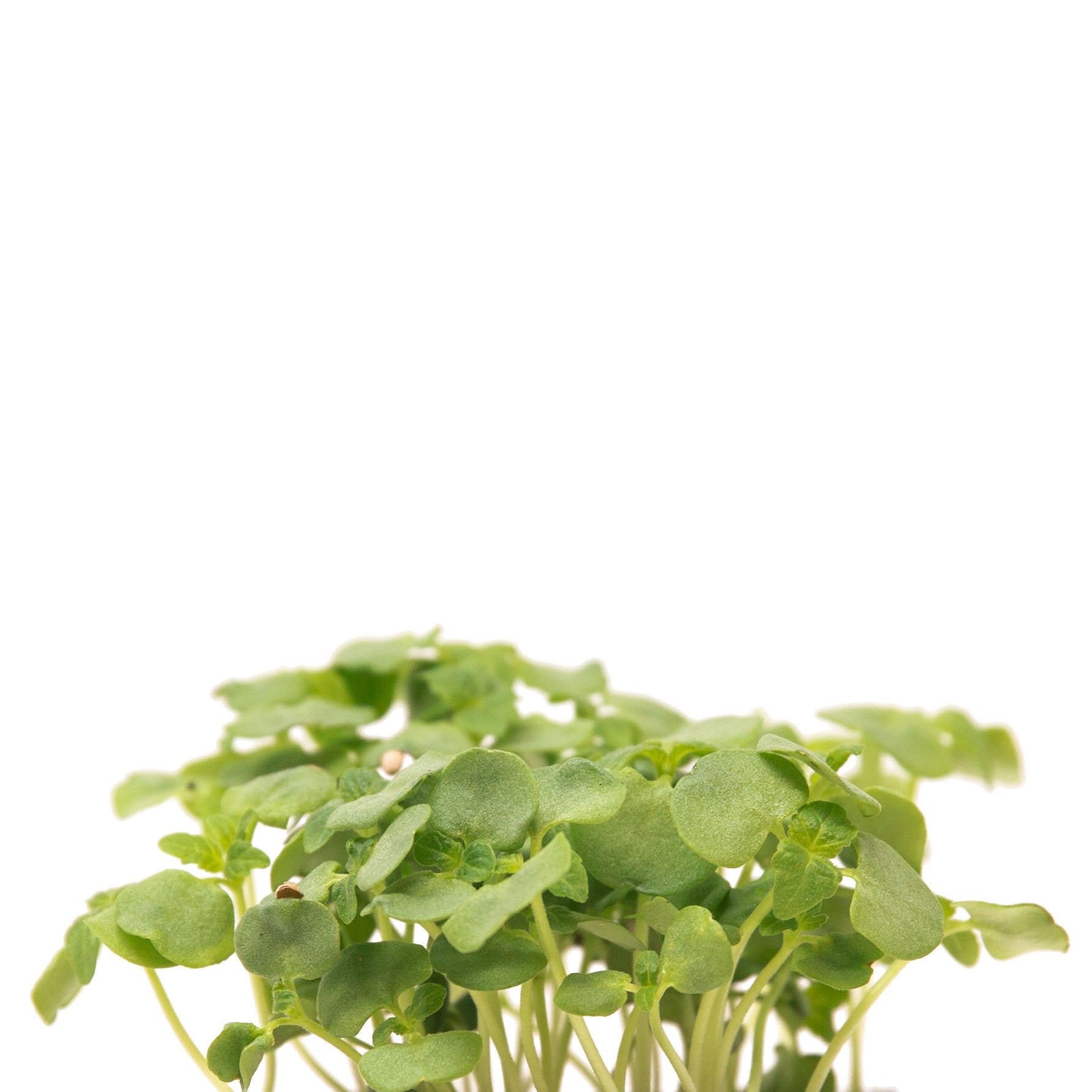 Micro Shiso Verde | Entrega em 24 Horas | Microgreens