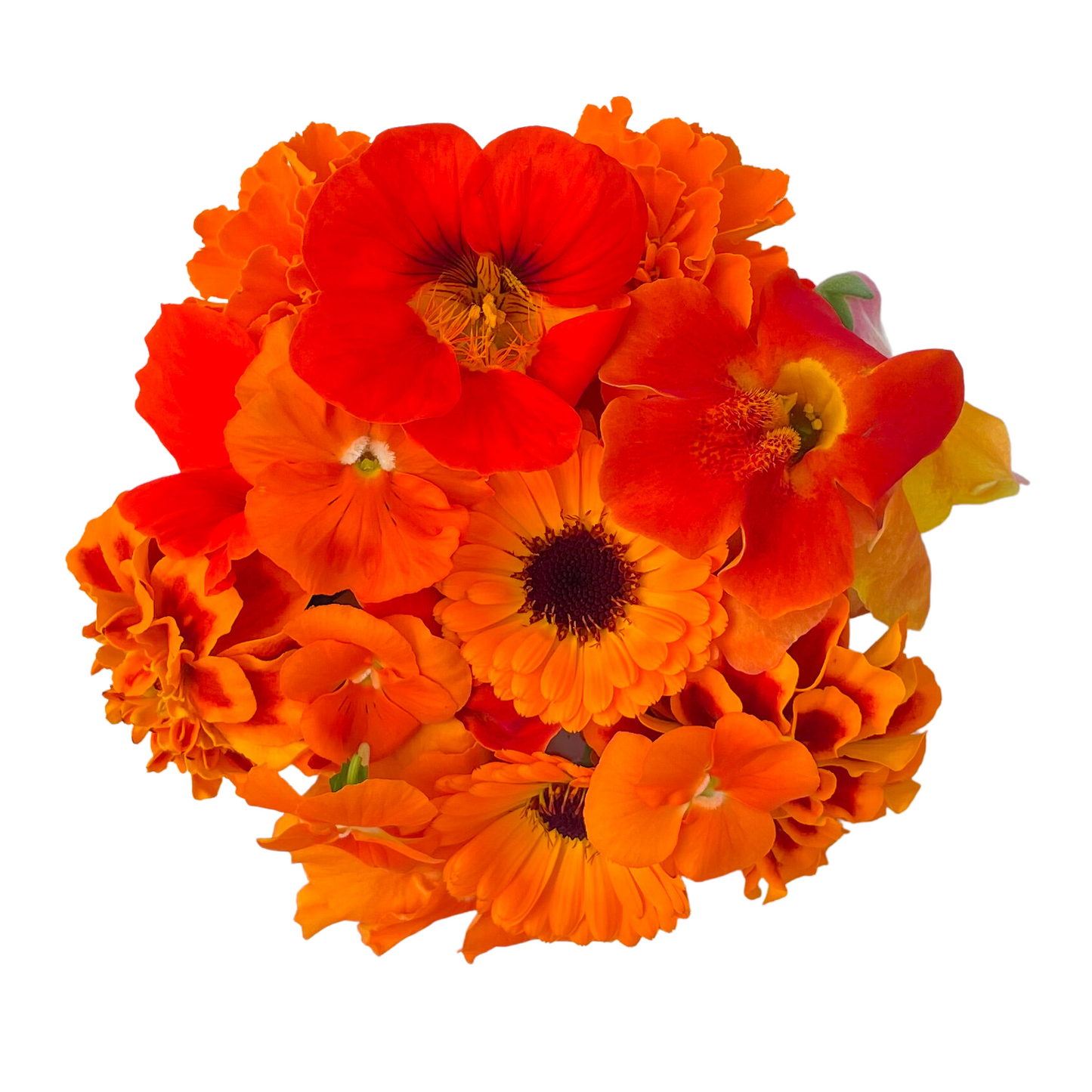 Flores Mix | Entrega em 24 Horas | Microgreens